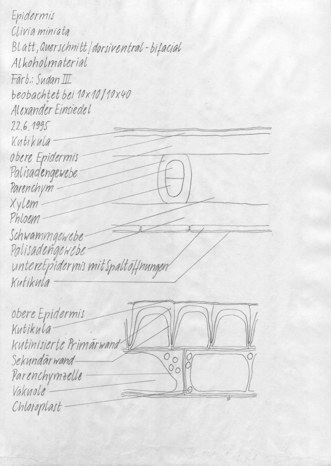 Dessins, Epidermis; Clivia miniata; Blatt, Querschnitt / obere ...
